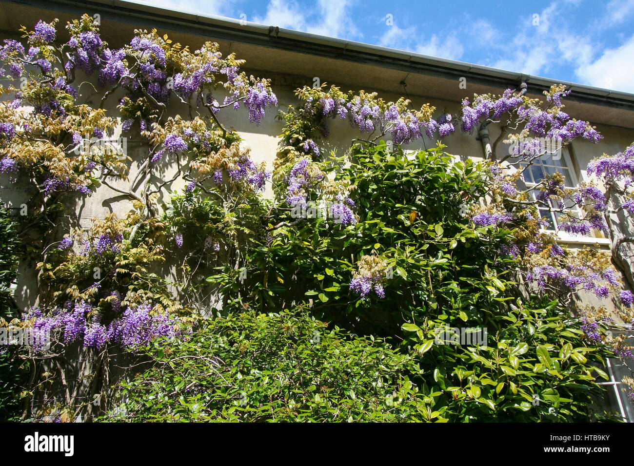 Wisteria on building wall Stock Photo - Alamy
