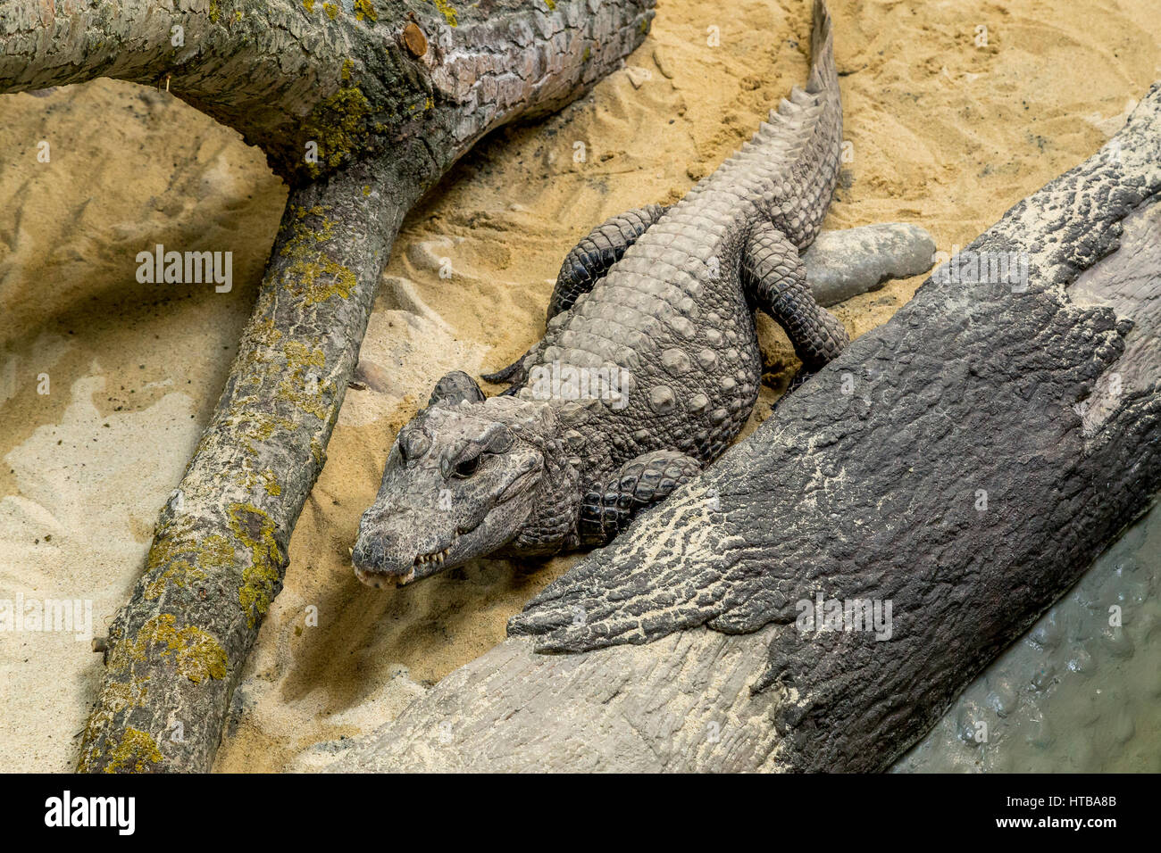 animal in zoo garden Stock Photo - Alamy