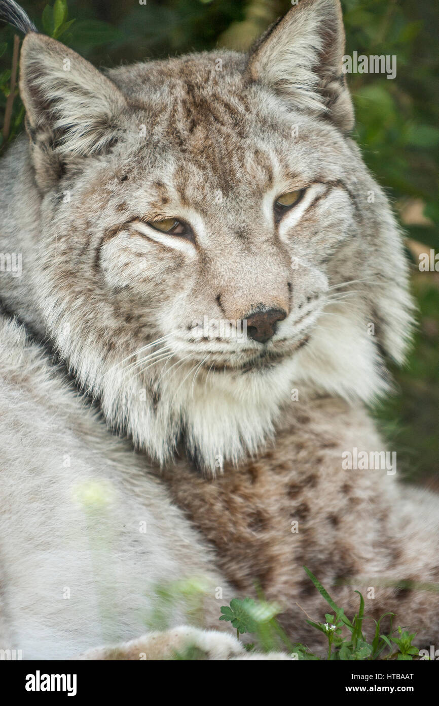 animal in zoo garden Stock Photo - Alamy