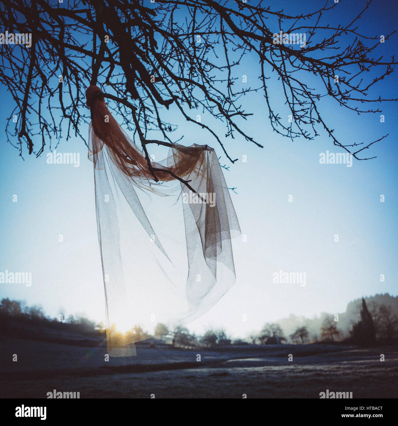 Fabric hanging in a tree Stock Photo - Alamy