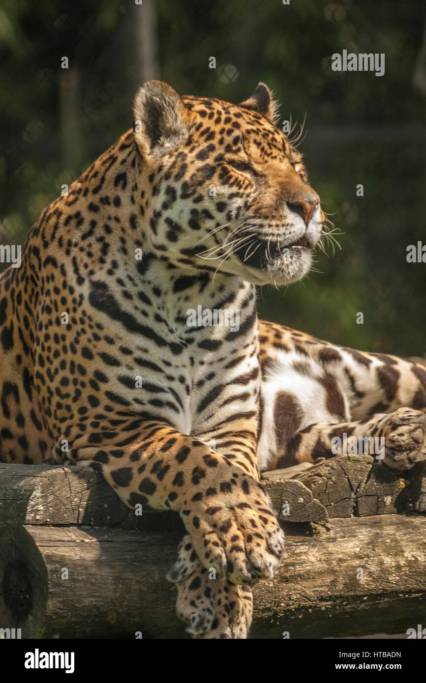 animal in zoo garden Stock Photo - Alamy