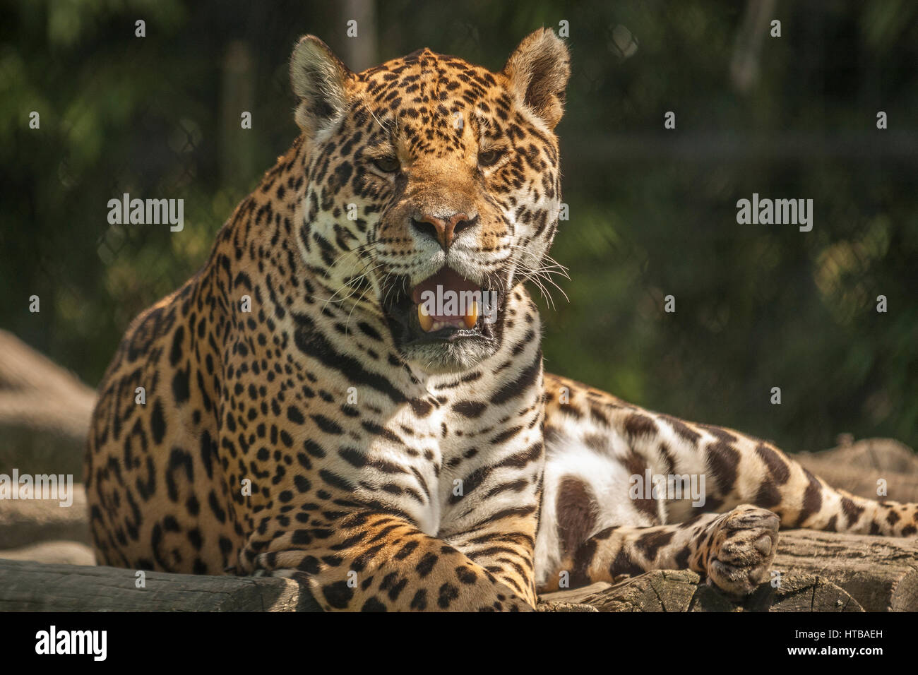 Leopard upright hi-res stock photography and images - Alamy