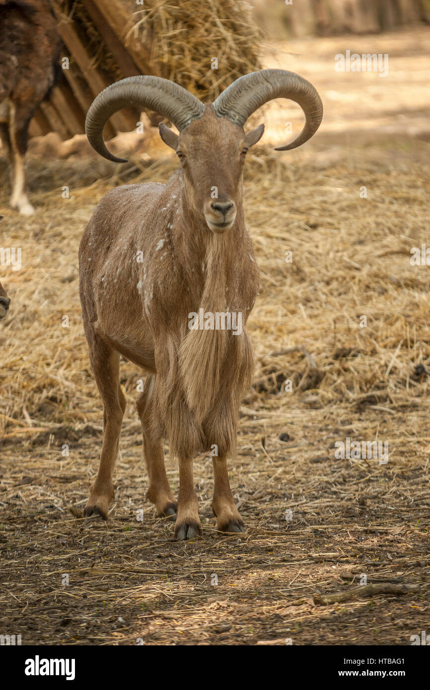 animal in zoo garden Stock Photo - Alamy