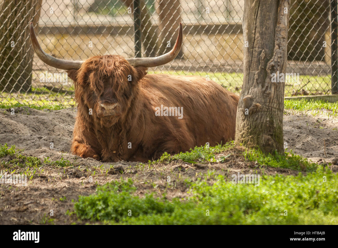 animal in zoo garden Stock Photo - Alamy