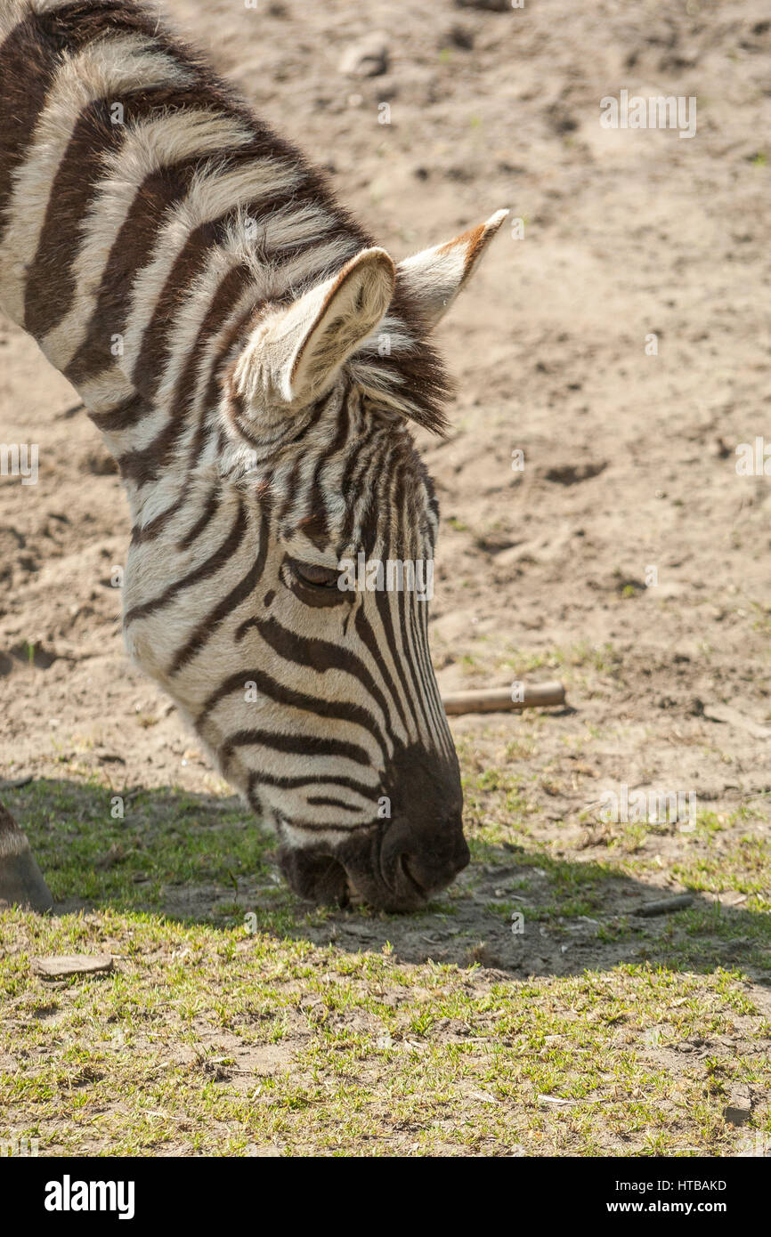 animal in zoo garden Stock Photo - Alamy