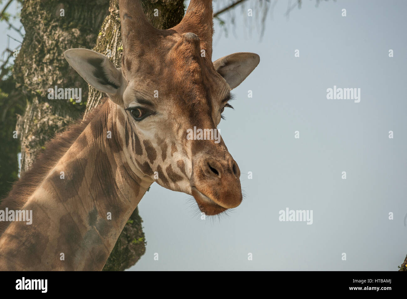 animal in zoo garden Stock Photo - Alamy