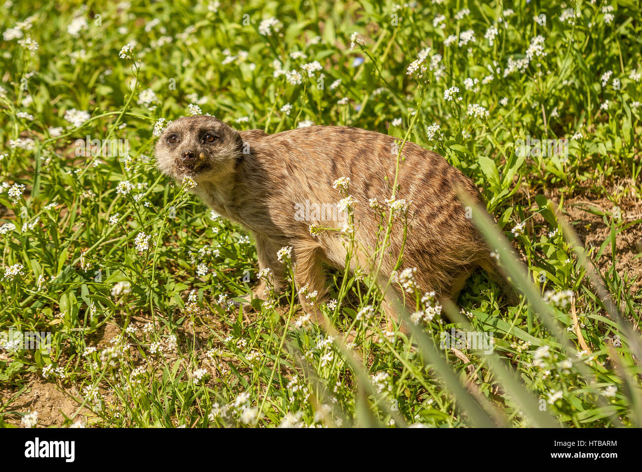 animal in zoo garden Stock Photo - Alamy