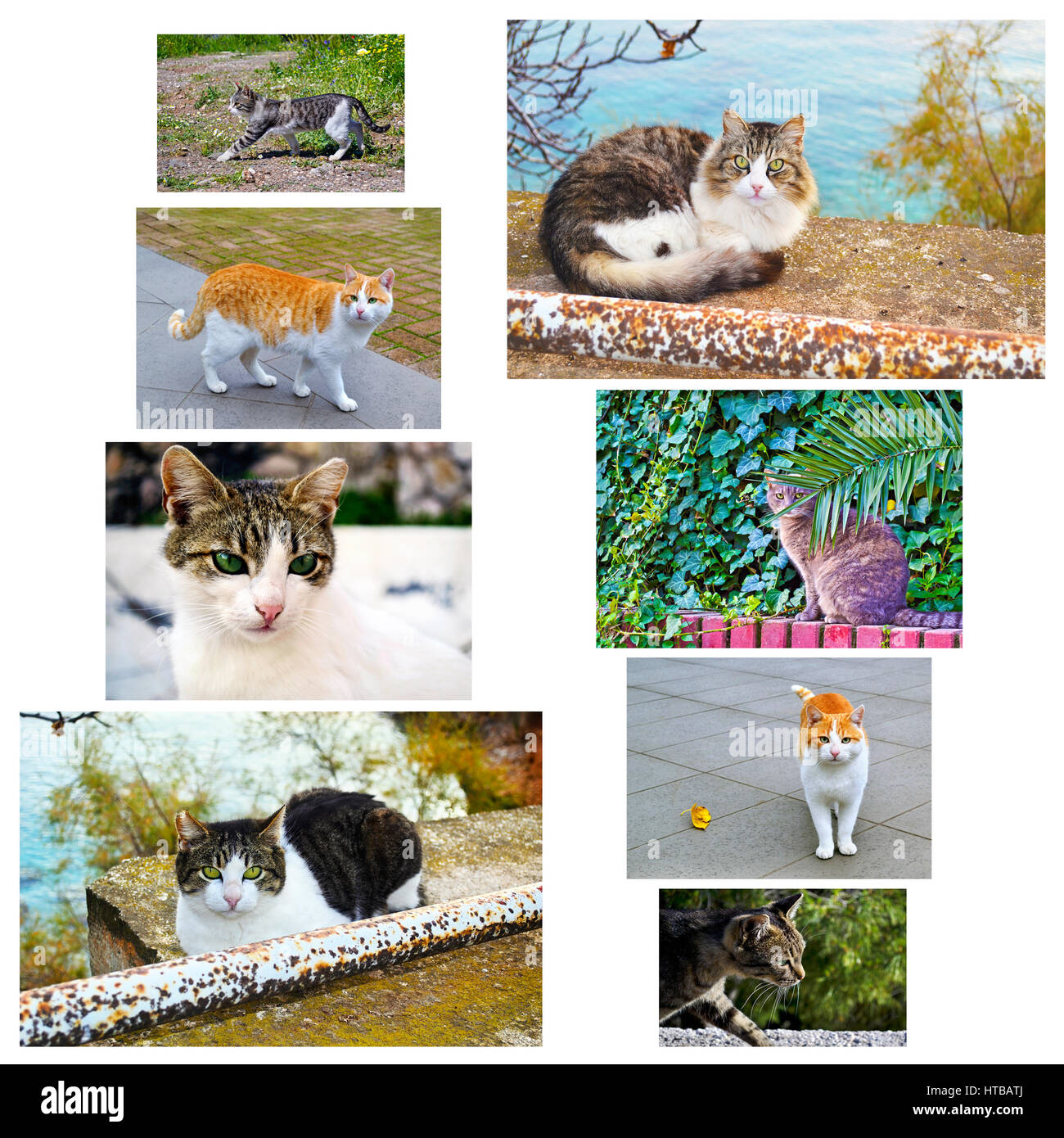 photo collage with beautiful cats Stock Photo - Alamy