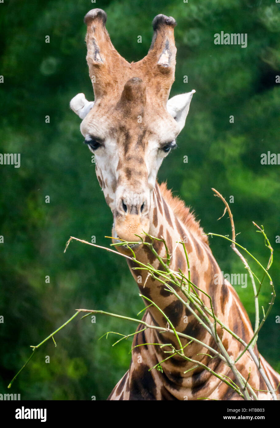 animal in zoo garden Stock Photo - Alamy