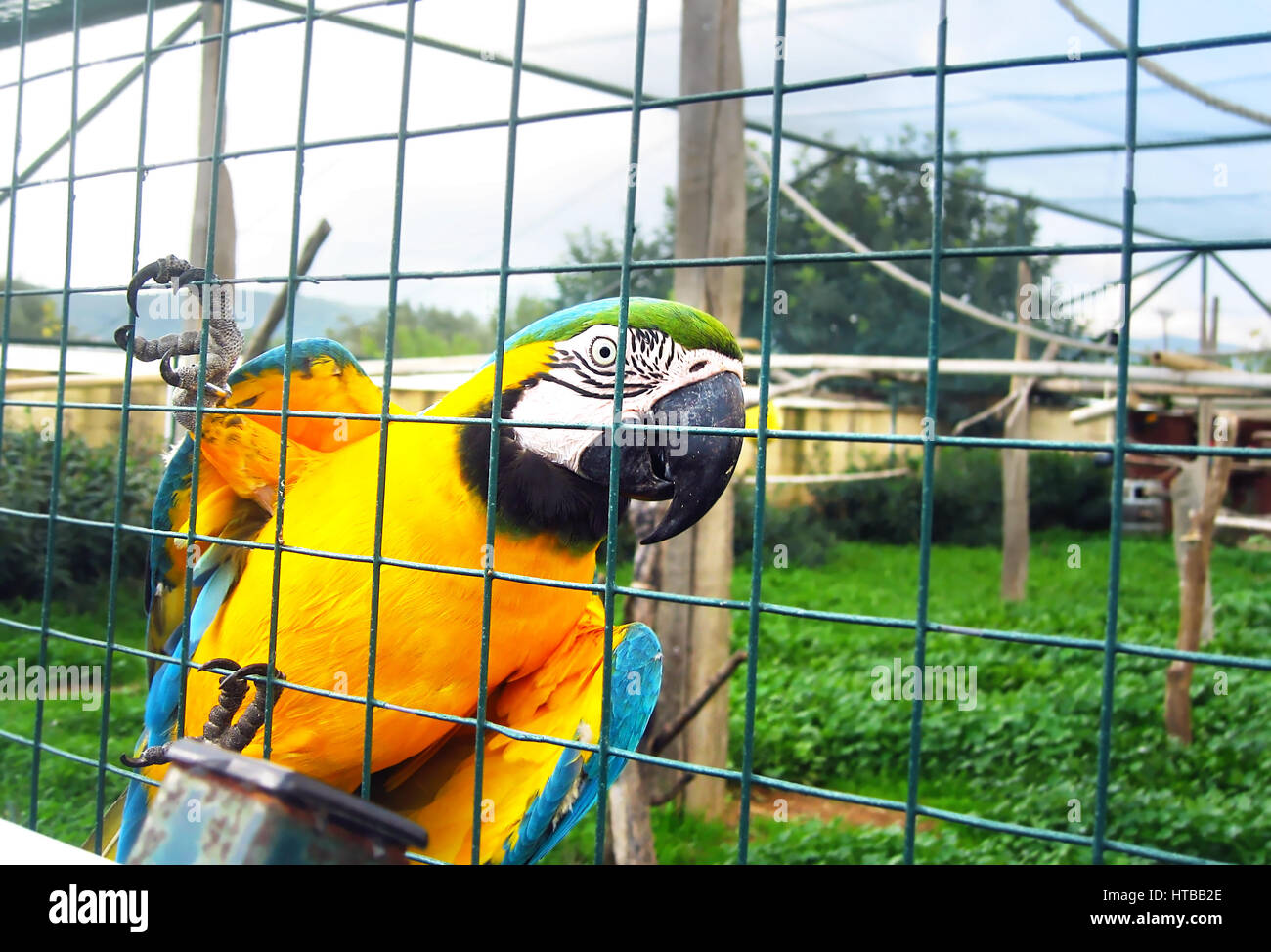 yellow parrot in the zoo Stock Photo - Alamy
