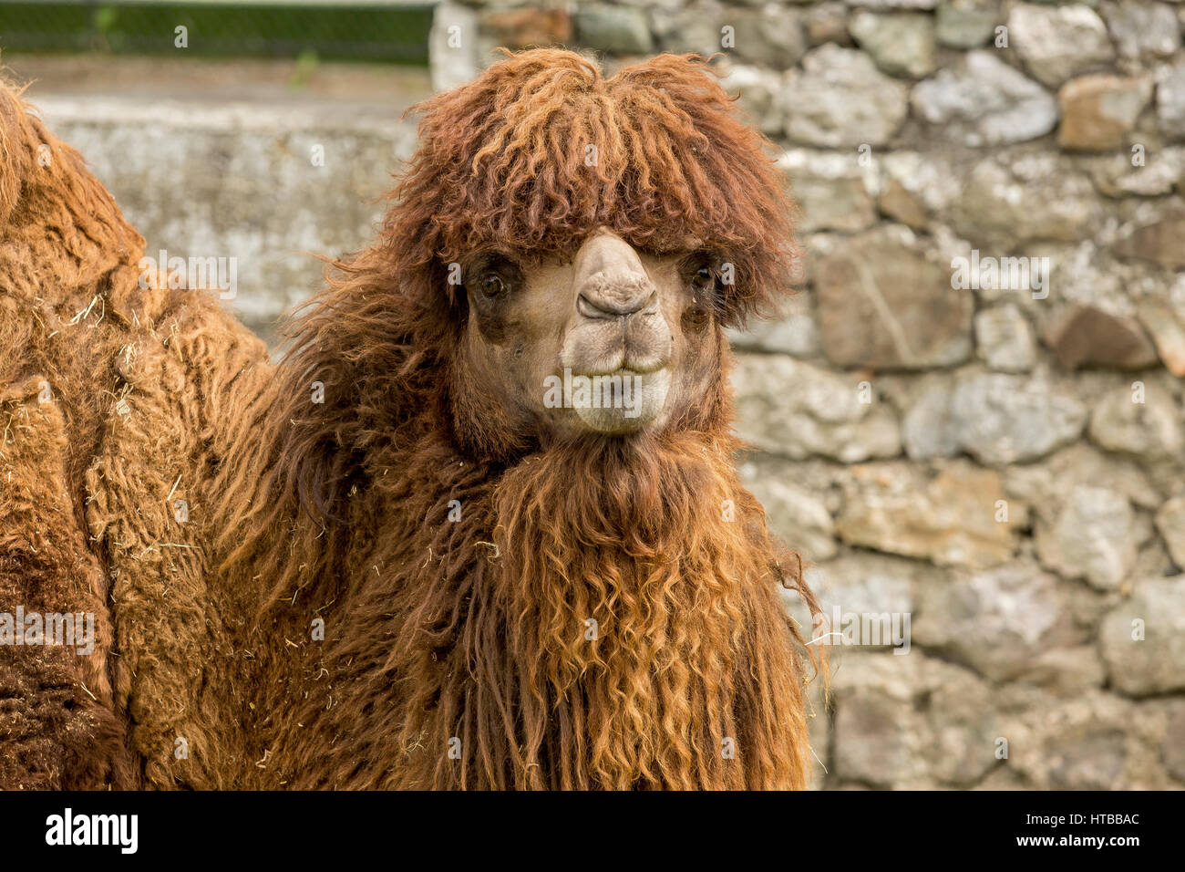 animal in zoo garden Stock Photo - Alamy