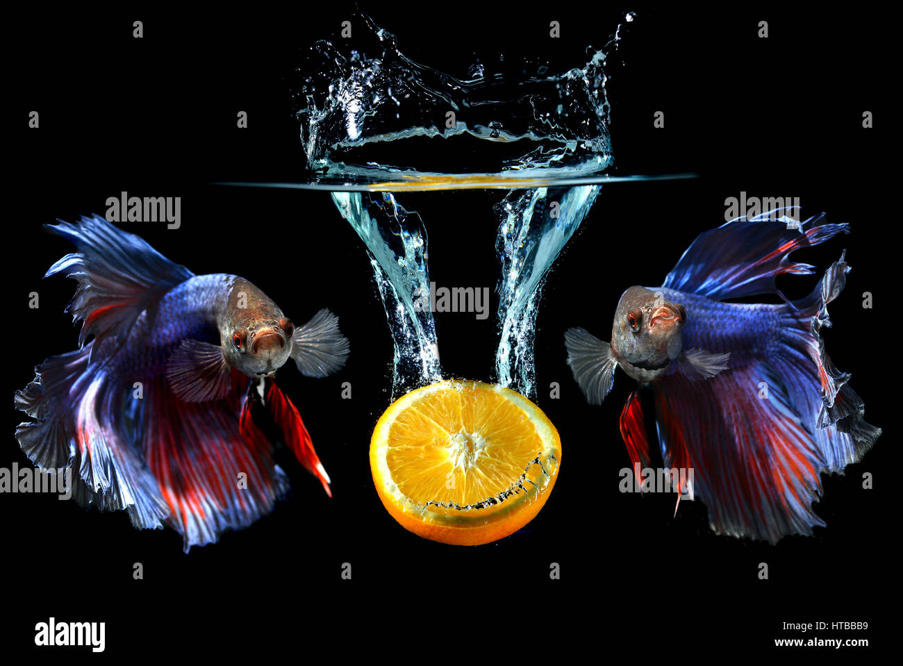 droping fruit and saimese fighting fish the art concept is clean water ...