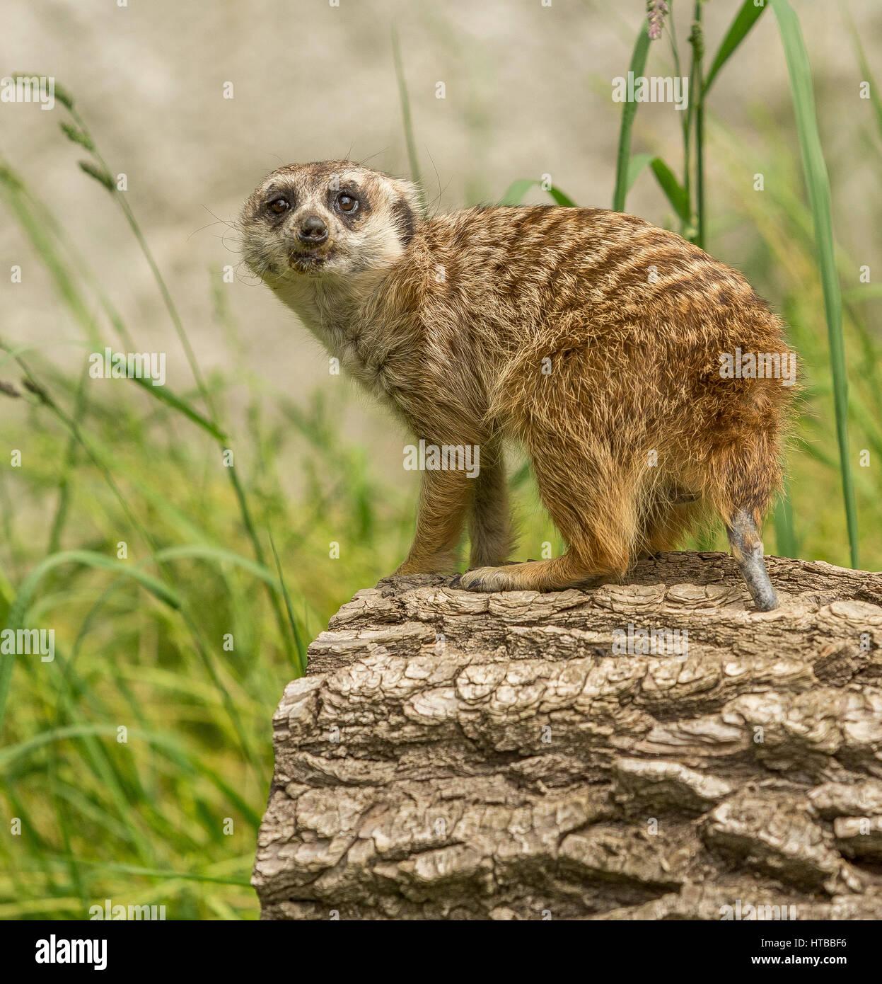 animal in zoo garden Stock Photo - Alamy