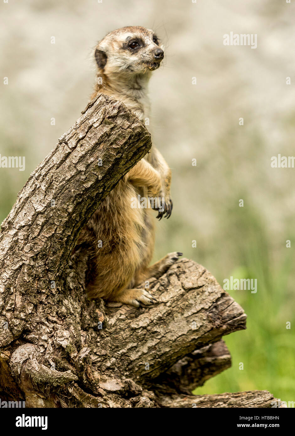 animal in zoo garden Stock Photo - Alamy