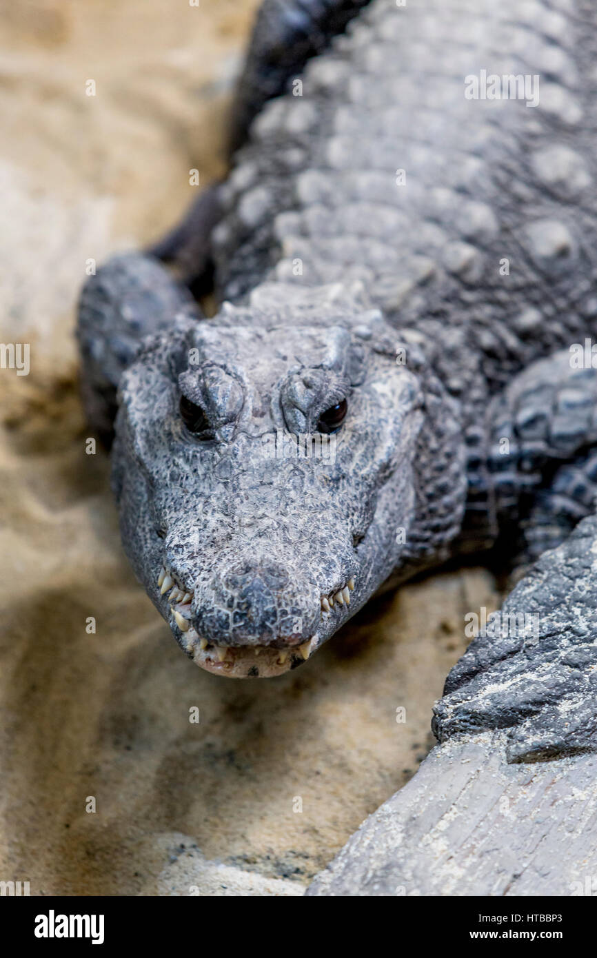 animal in zoo garden Stock Photo - Alamy