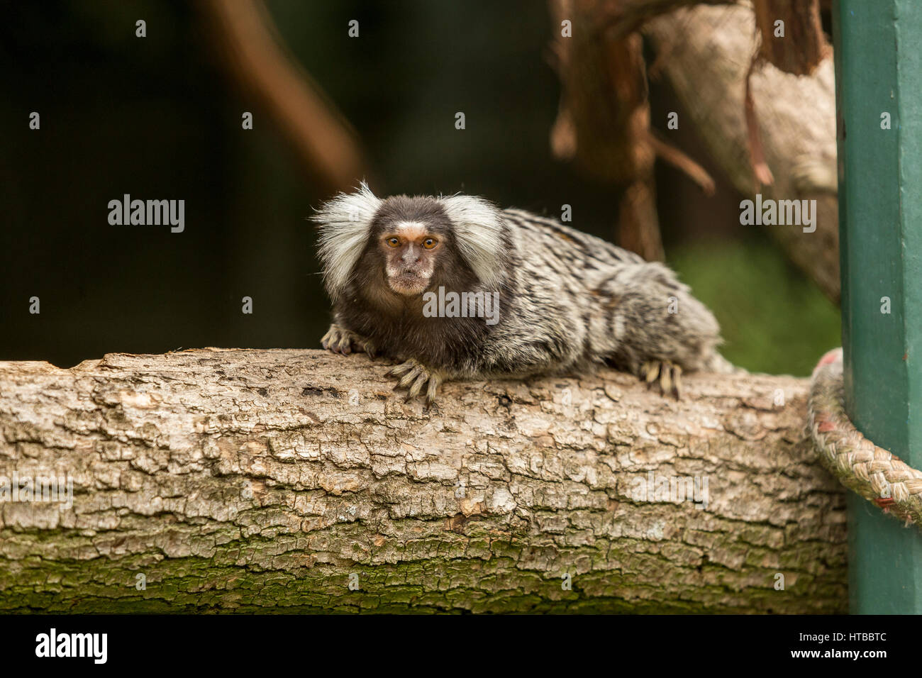 animal in zoo garden Stock Photo - Alamy