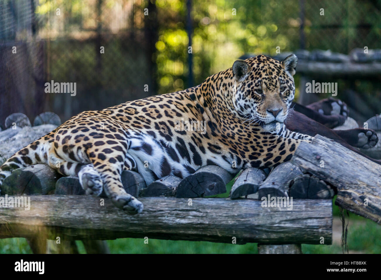 animal in zoo garden Stock Photo - Alamy
