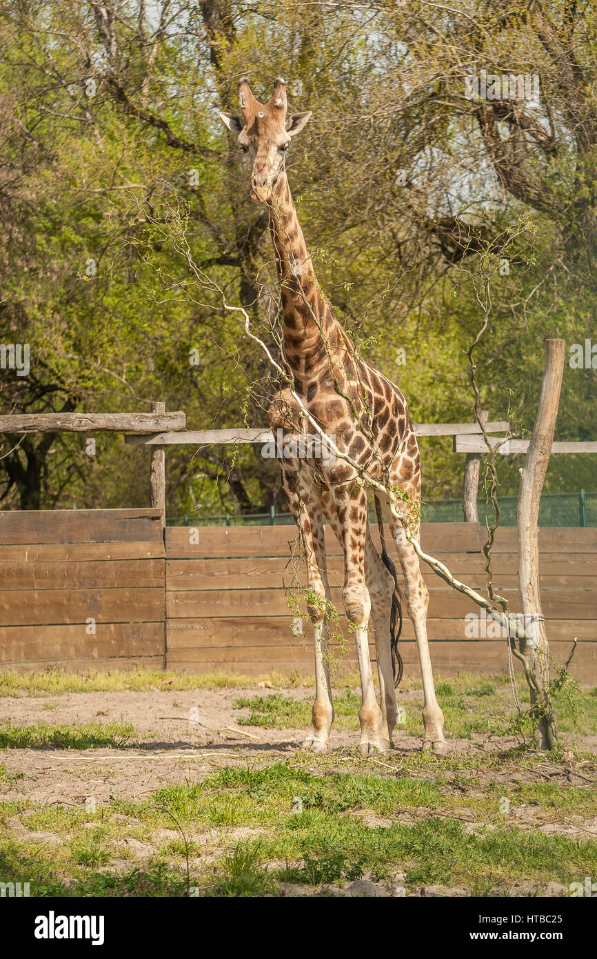 animal in zoo garden Stock Photo - Alamy