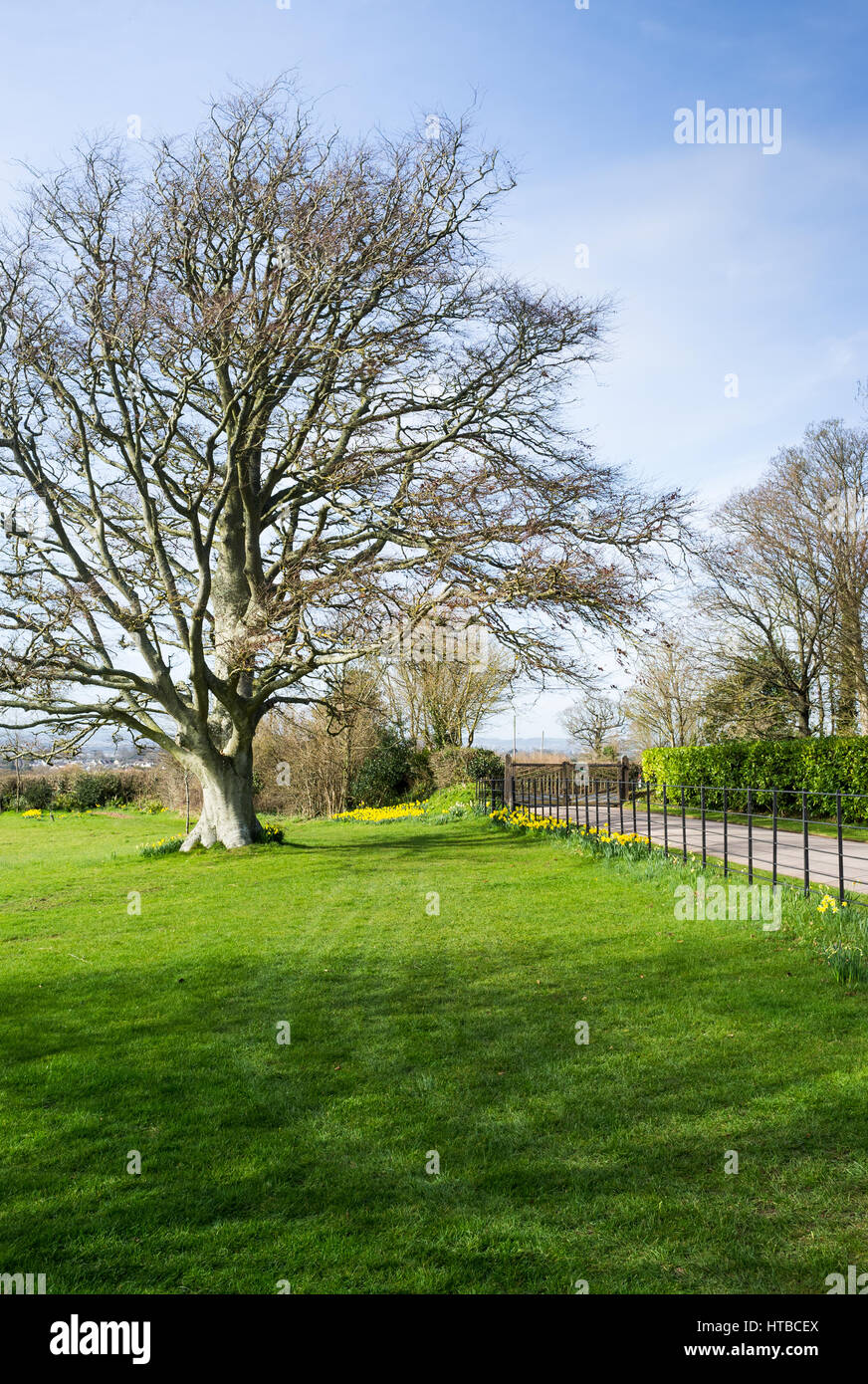 A single, leafless tree in early Spring with daffodils growing in a ...