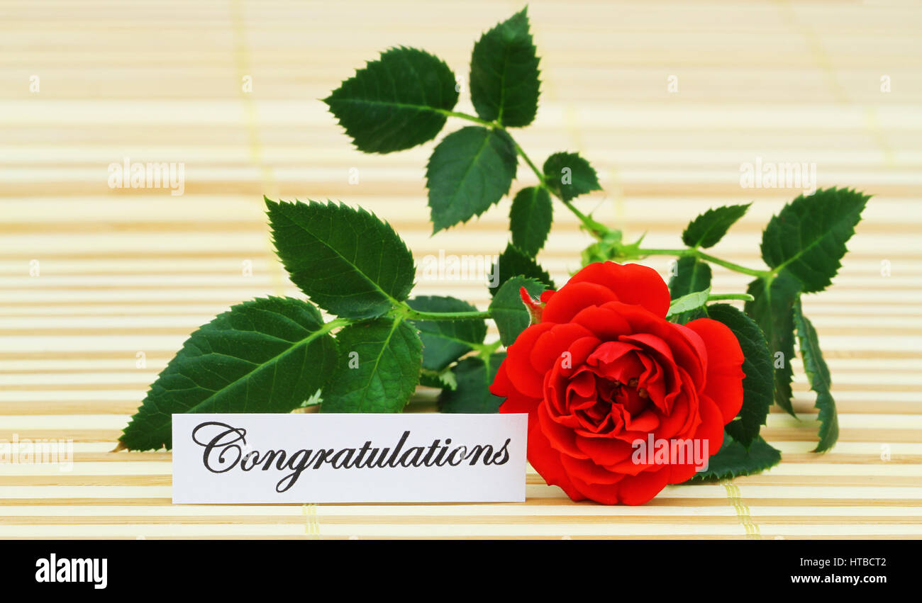 Congratulations card with red wild rose on bamboo mat Stock Photo - Alamy