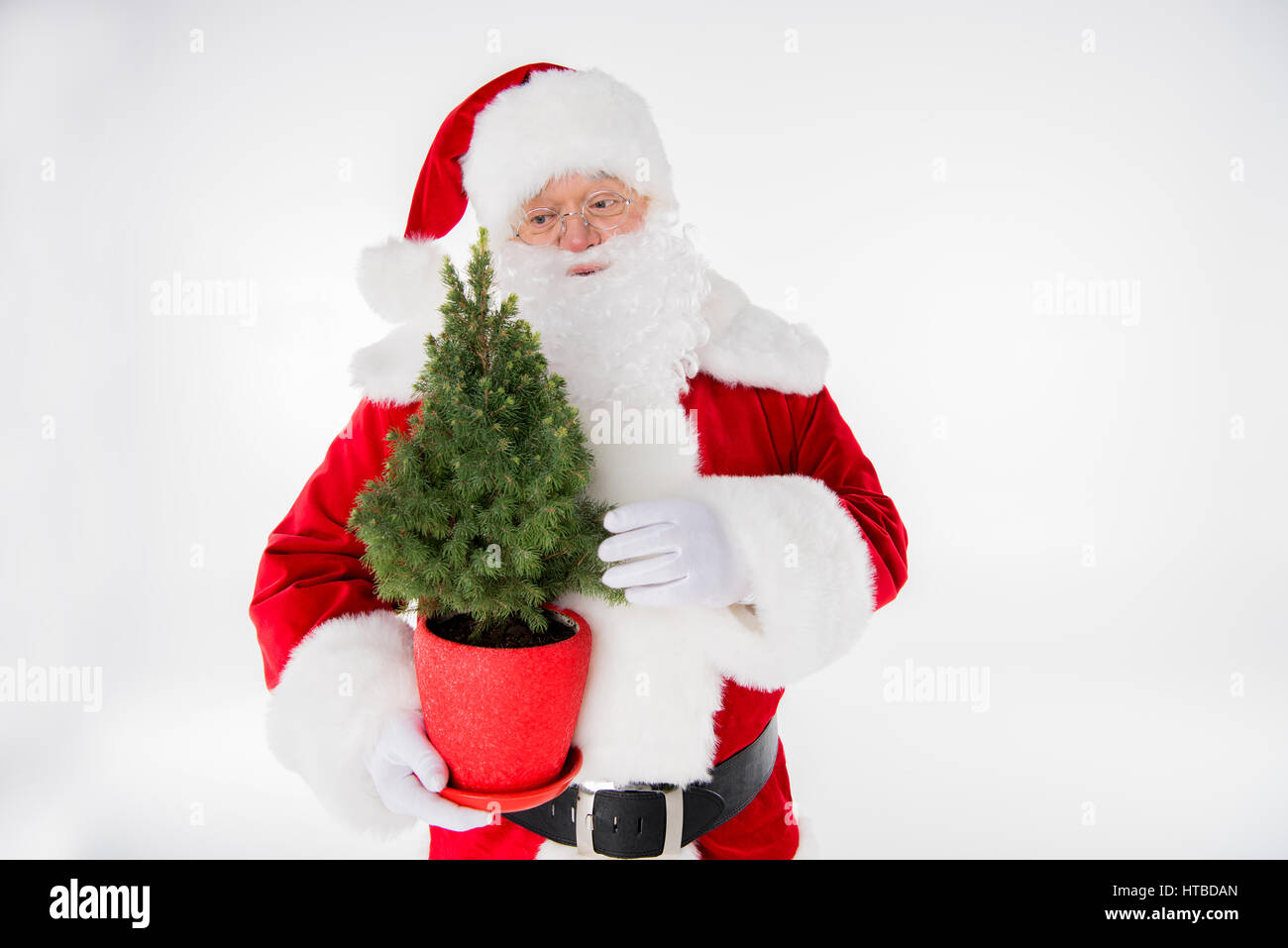 Happy Santa Claus with little fir tree in pot on white Stock Photo - Alamy