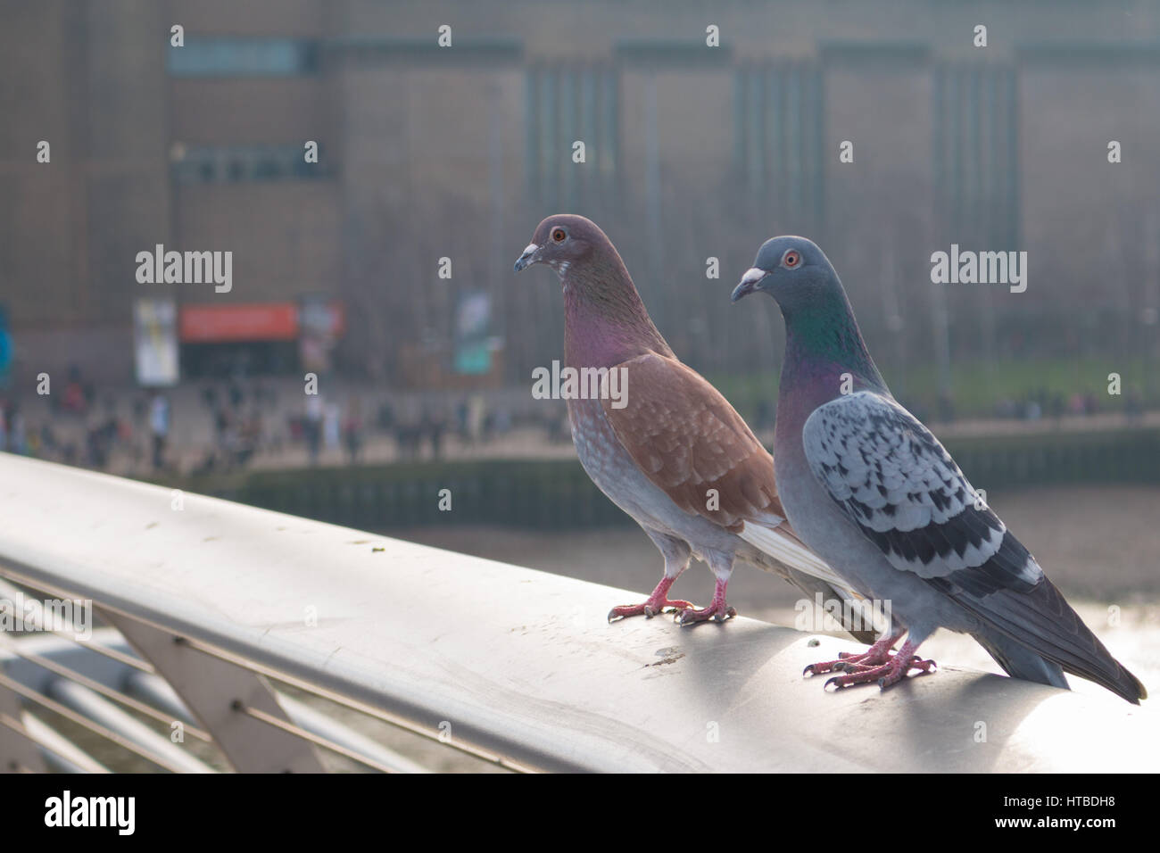 Two pigeon couple standing on the silver edge Stock Photo - Alamy