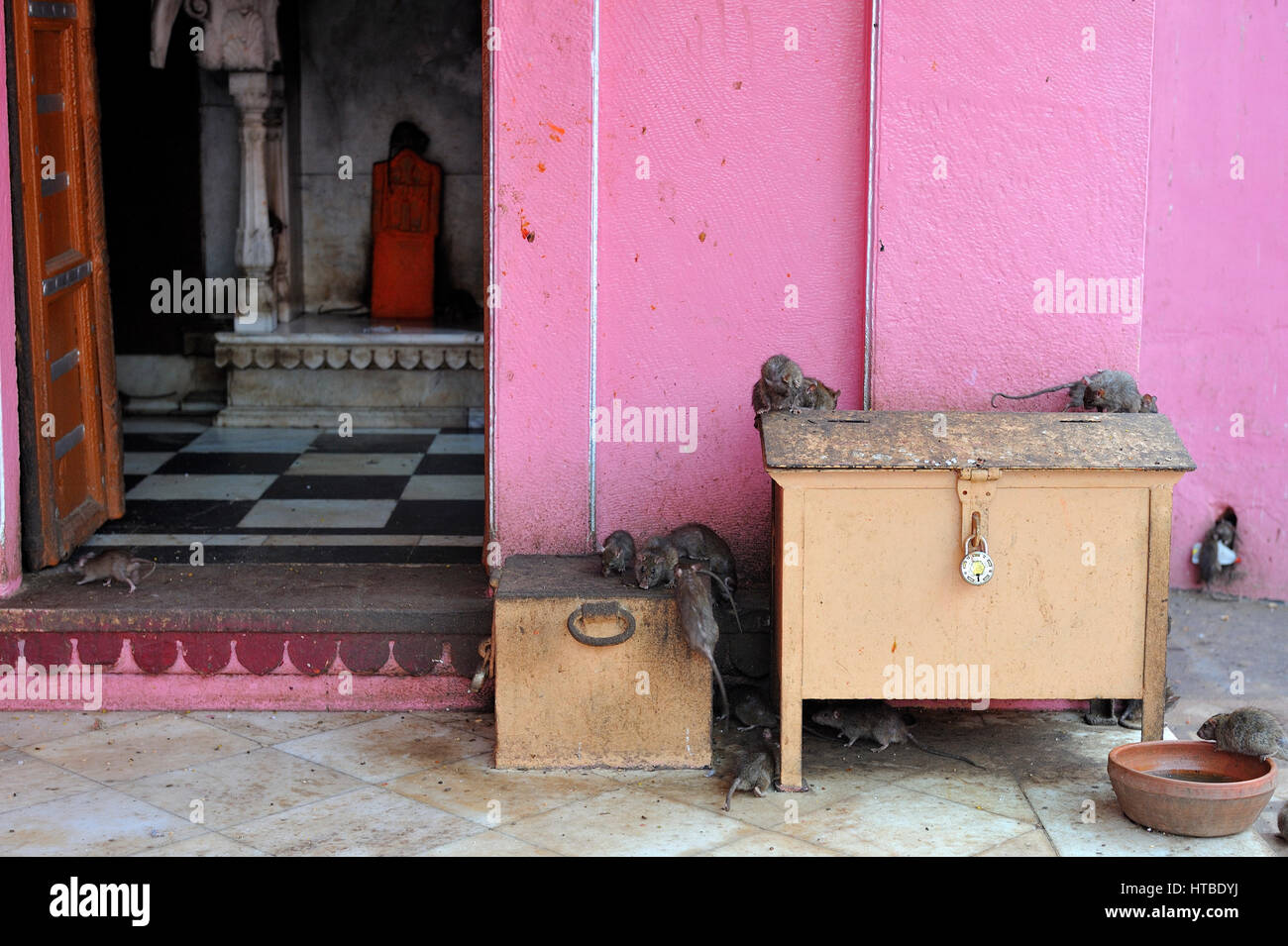 India Karni Mata at Deshnoke, Temple of Rats, Bikaner Stock Photo - Alamy