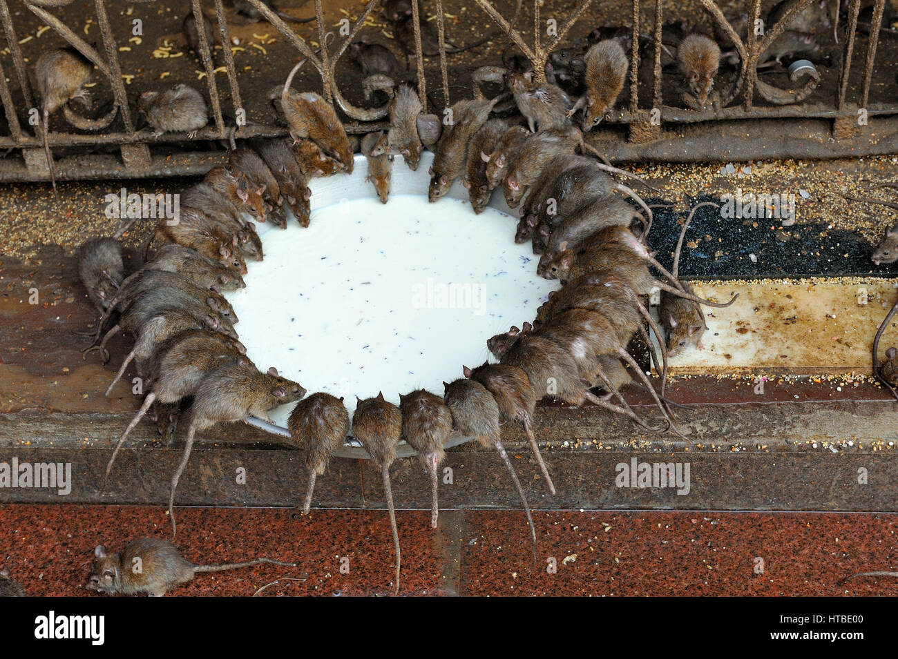 Karni Mata Temple Temple Rats High Resolution Stock Photography and ...