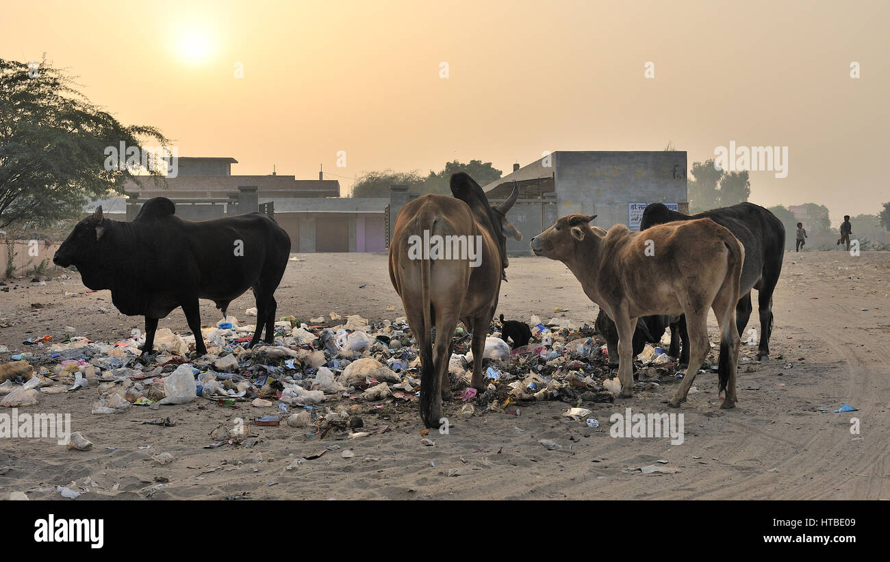 India Rajasthan cows and garbage Stock Photo - Alamy
