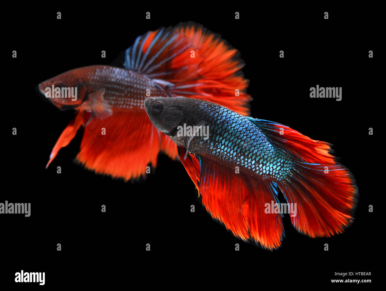 Animal motion capture hi-res stock photography and images - Alamy