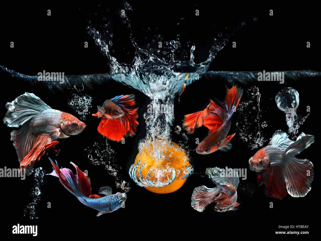 droping fruit and saimese fighting fish the art concept is clean water ...