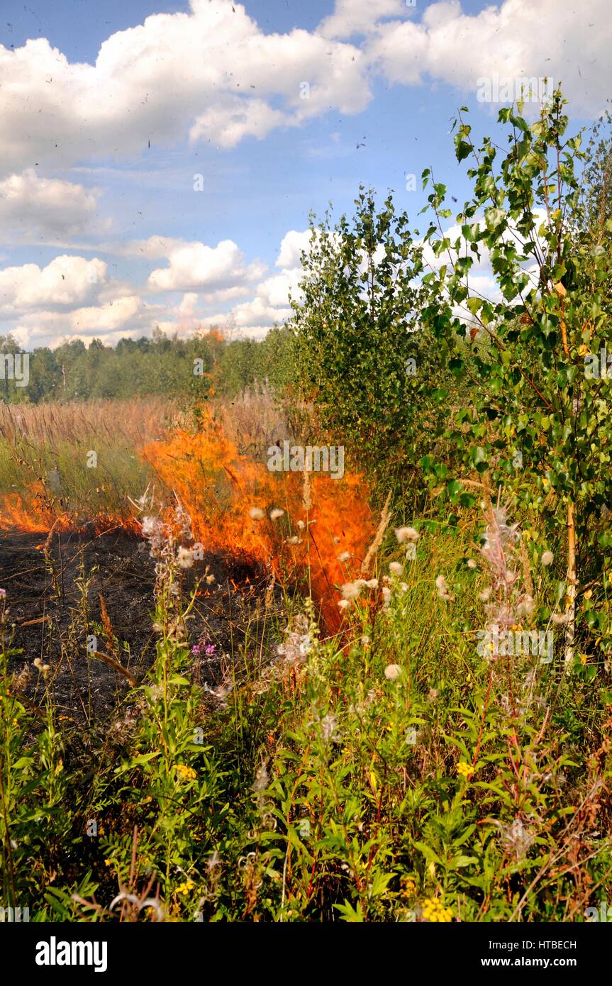 Fire in the grove. Adobe RGB Stock Photo - Alamy