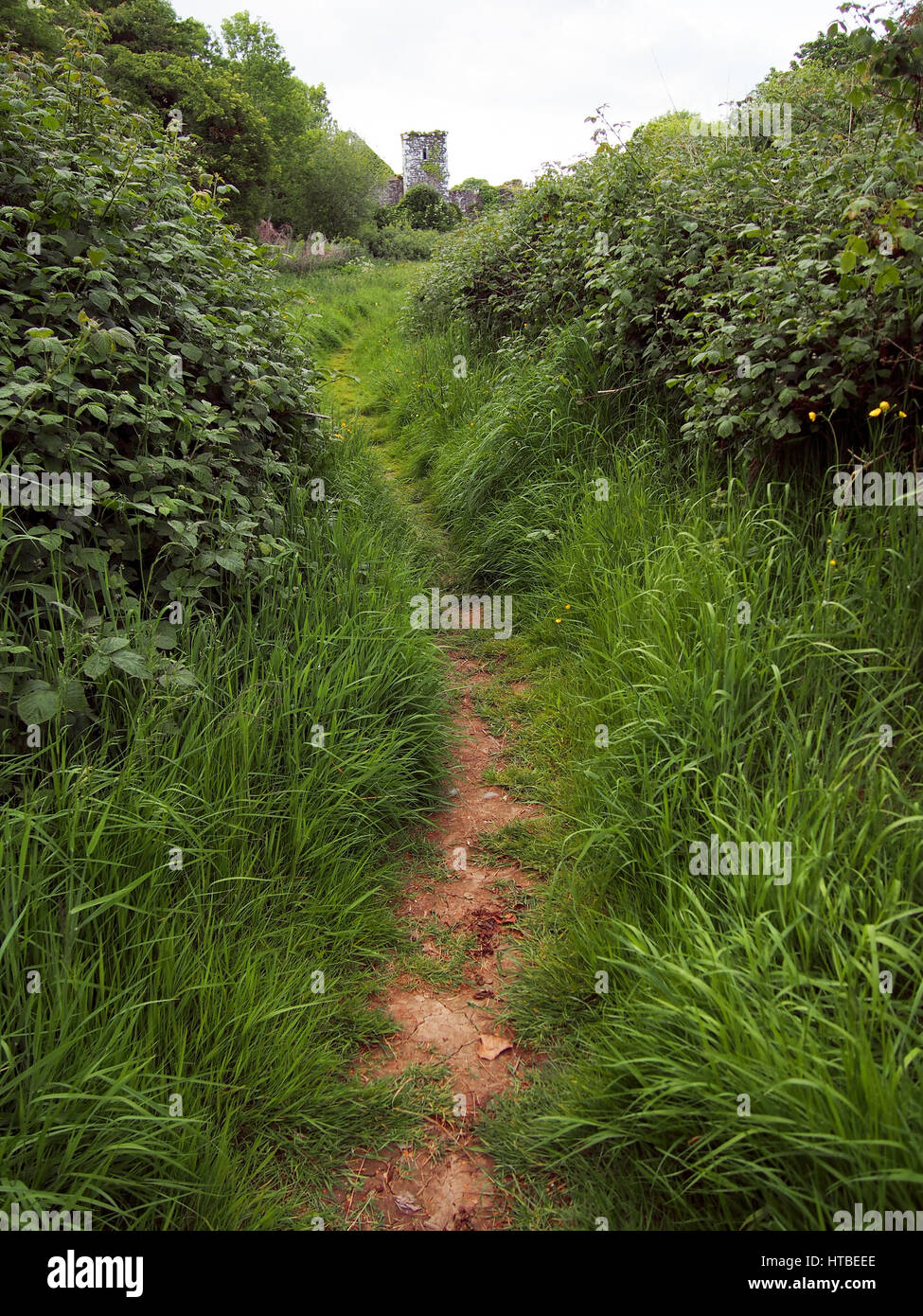 A red mud path through a green meadow leads to an old stone tower ruins ...