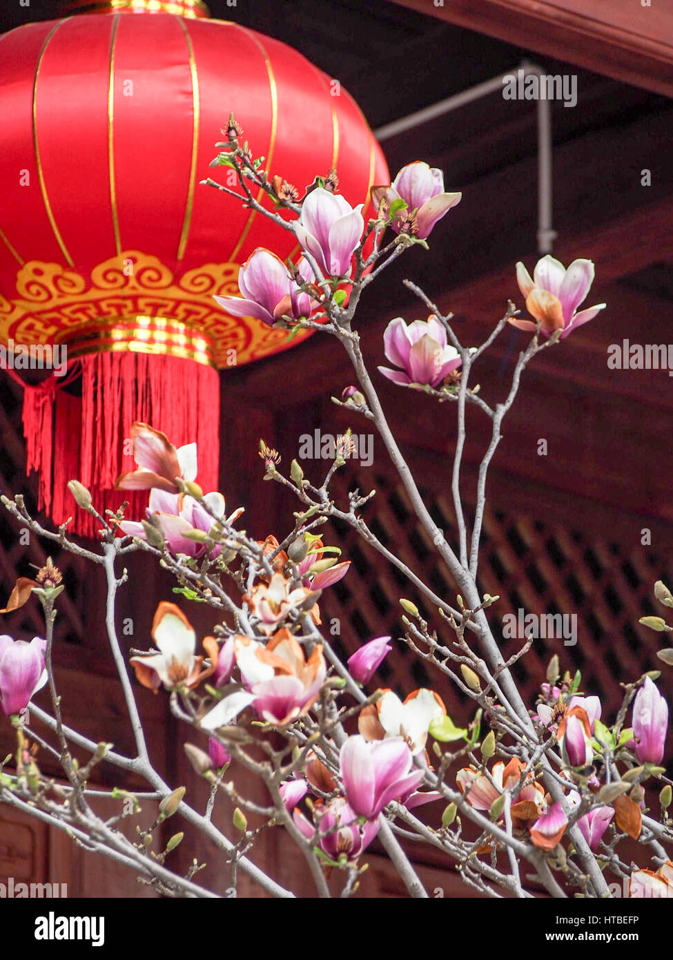 Pink magnolia blossoms in front of a red and gold Chinese lantern in ...