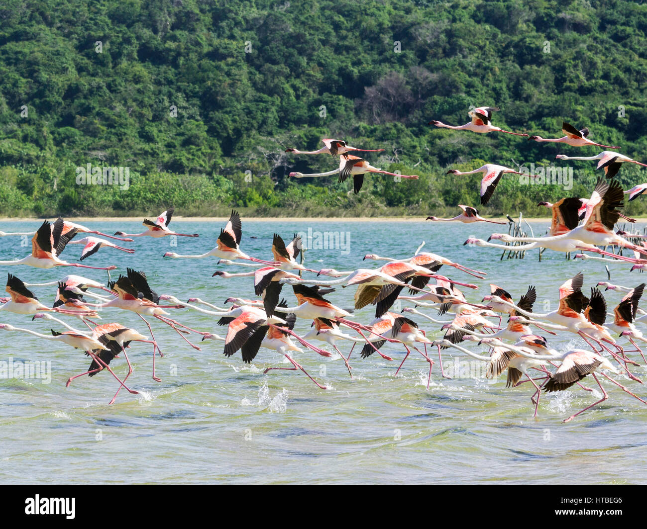 South african water birds hi-res stock photography and images - Alamy