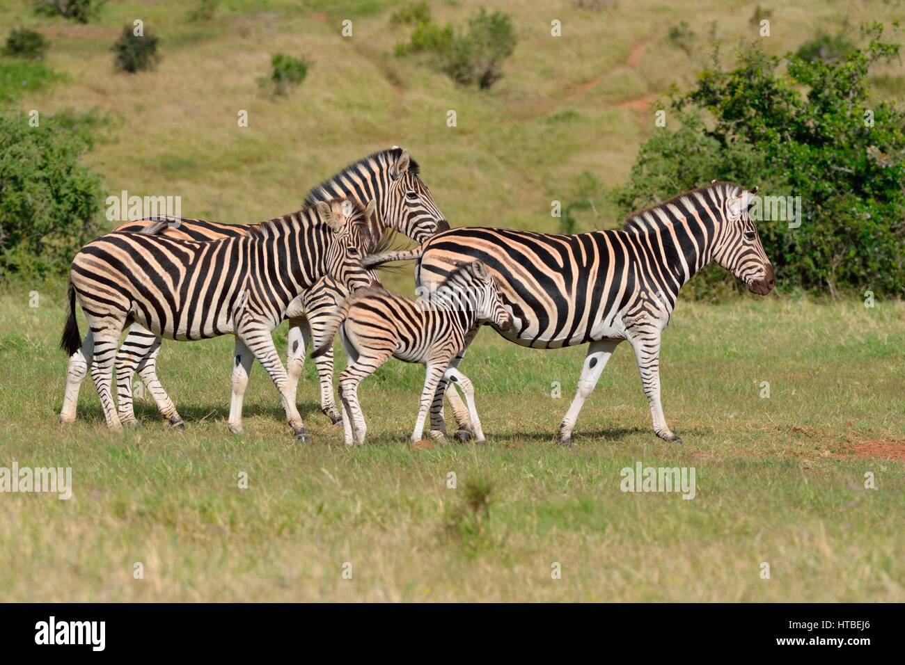 Female zebra foal suckling hi-res stock photography and images - Alamy