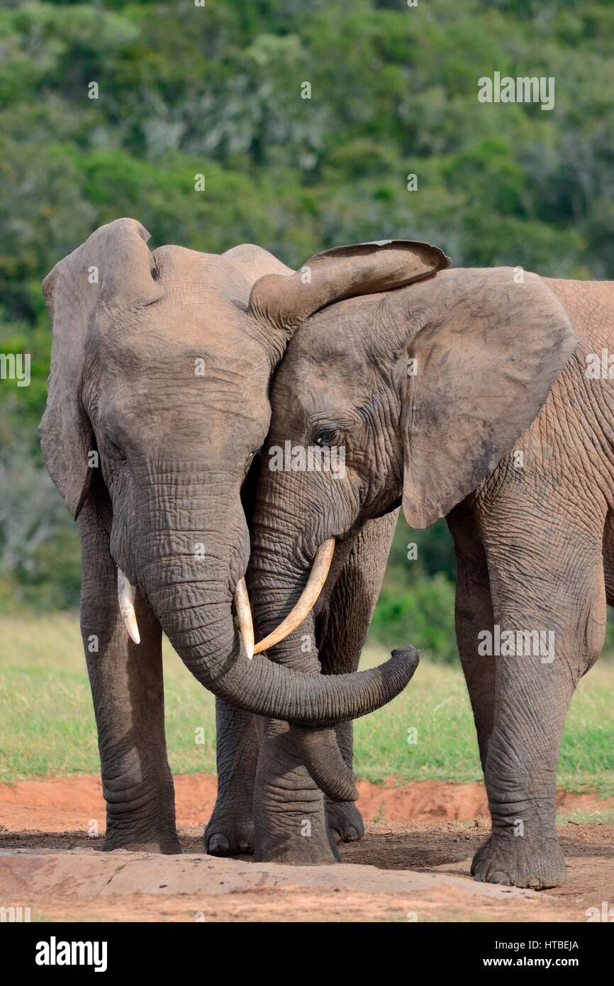 Elephants trunks out hi-res stock photography and images - Alamy
