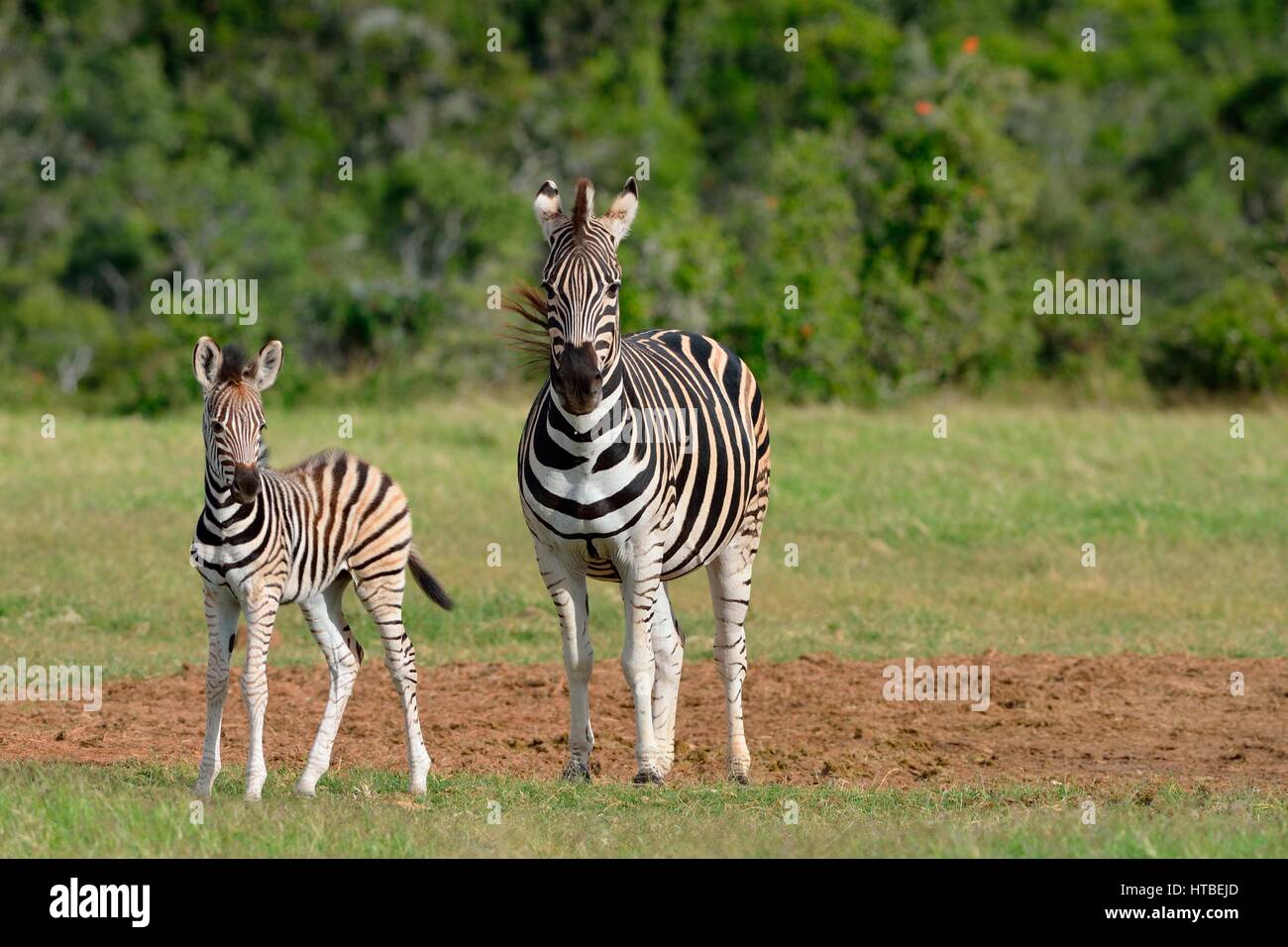 Zebra calves hi-res stock photography and images - Alamy