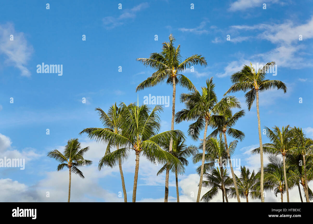 Tropical island palm trees and blue sky with clouds in Hawaii Stock Photo - Alamy