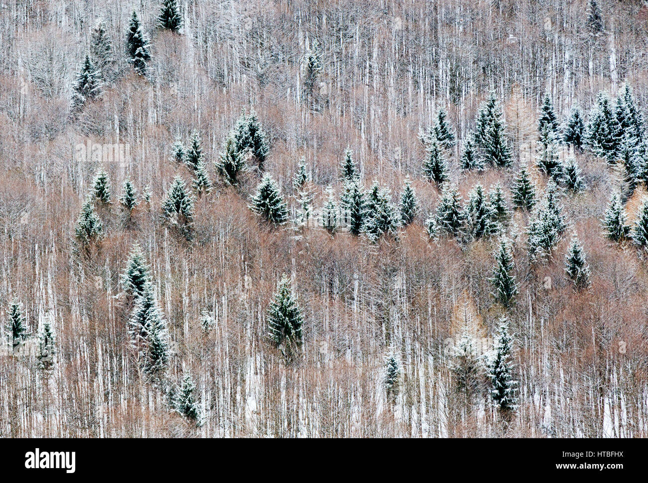Snowy winter forest in mountain hi-res stock photography and images - Alamy