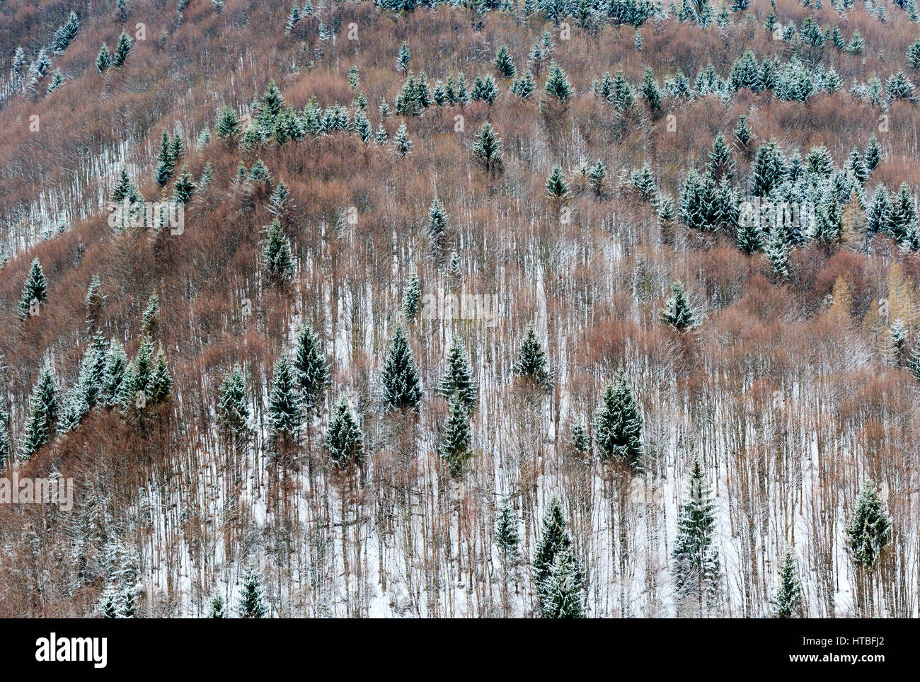 scenic image of late winter forest landscape Stock Photo - Alamy