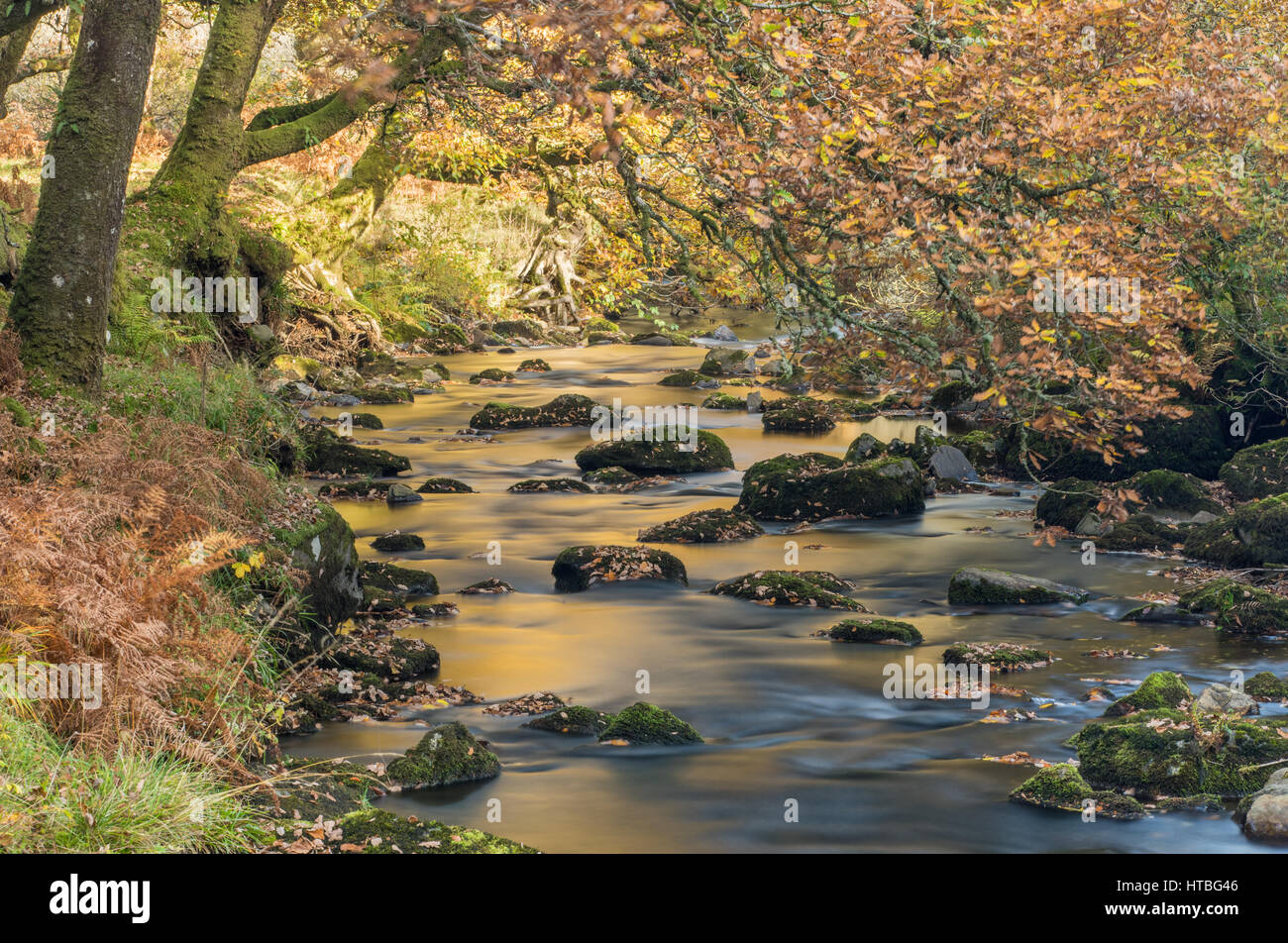 Autumn colours along the banks of Badgworthy Water, Doone Valley ...