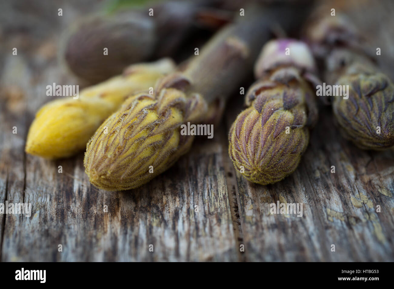 Wild bean broomrape, a common italian parasite plant that grows within ...