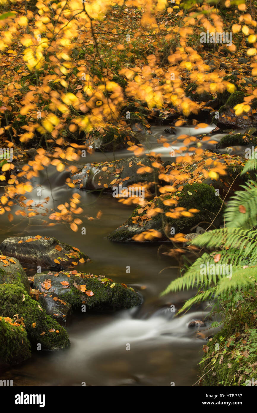 Autumn colours in Horner Water, Exmoor National Park, Somerset, England ...