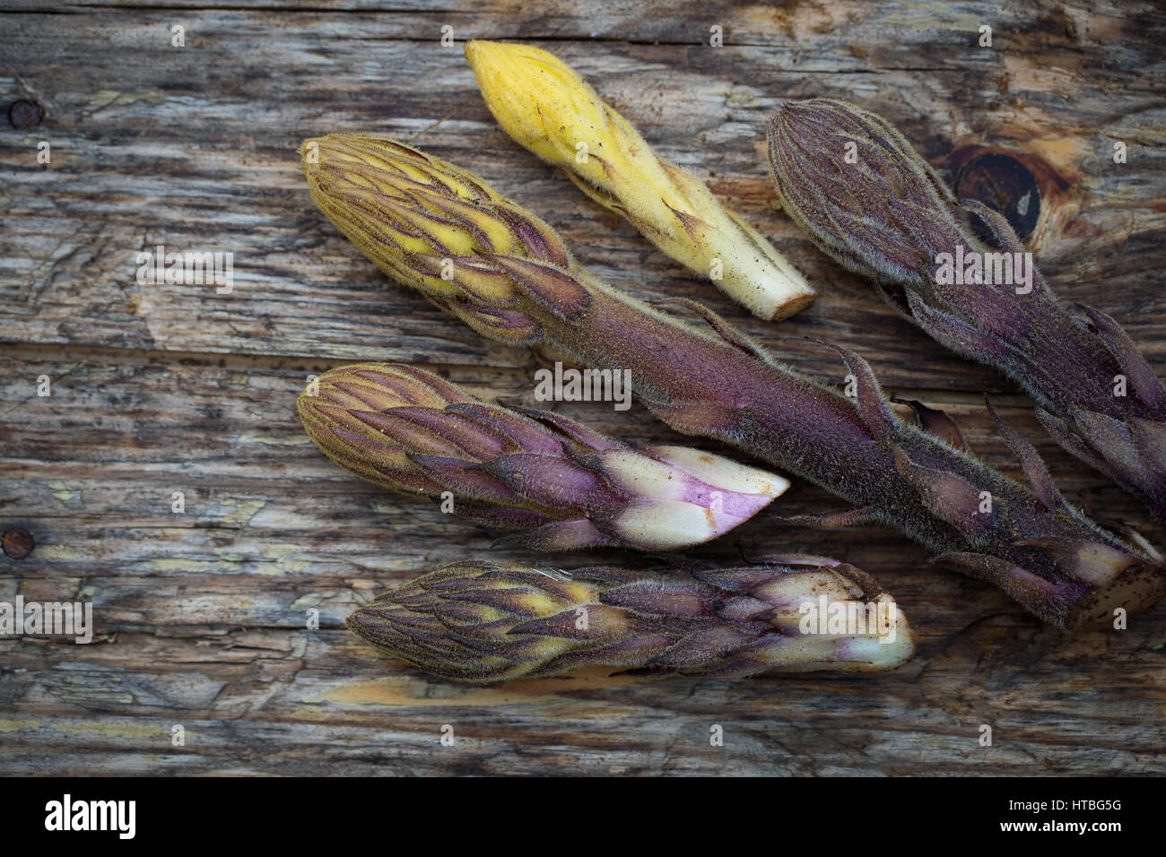 Wild bean broomrape, a common italian parasite plant that grows within ...