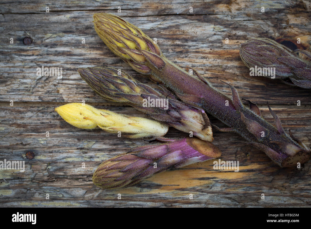 Wild bean broomrape, a common italian parasite plant that grows within ...