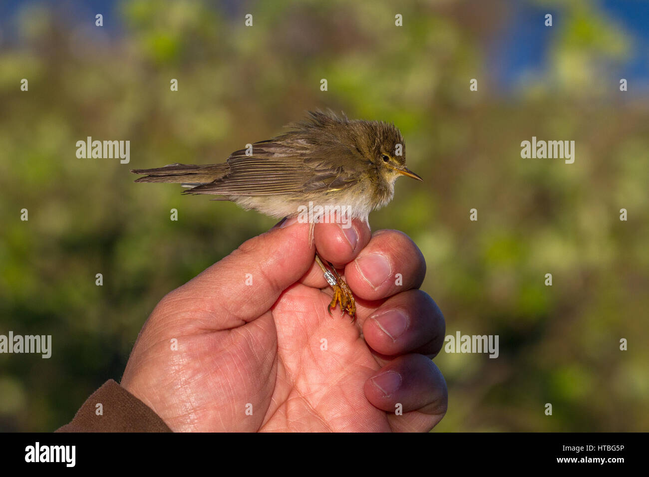 willow warbler, Phylloscopus trochilus, bird in a womans hand for bird ...