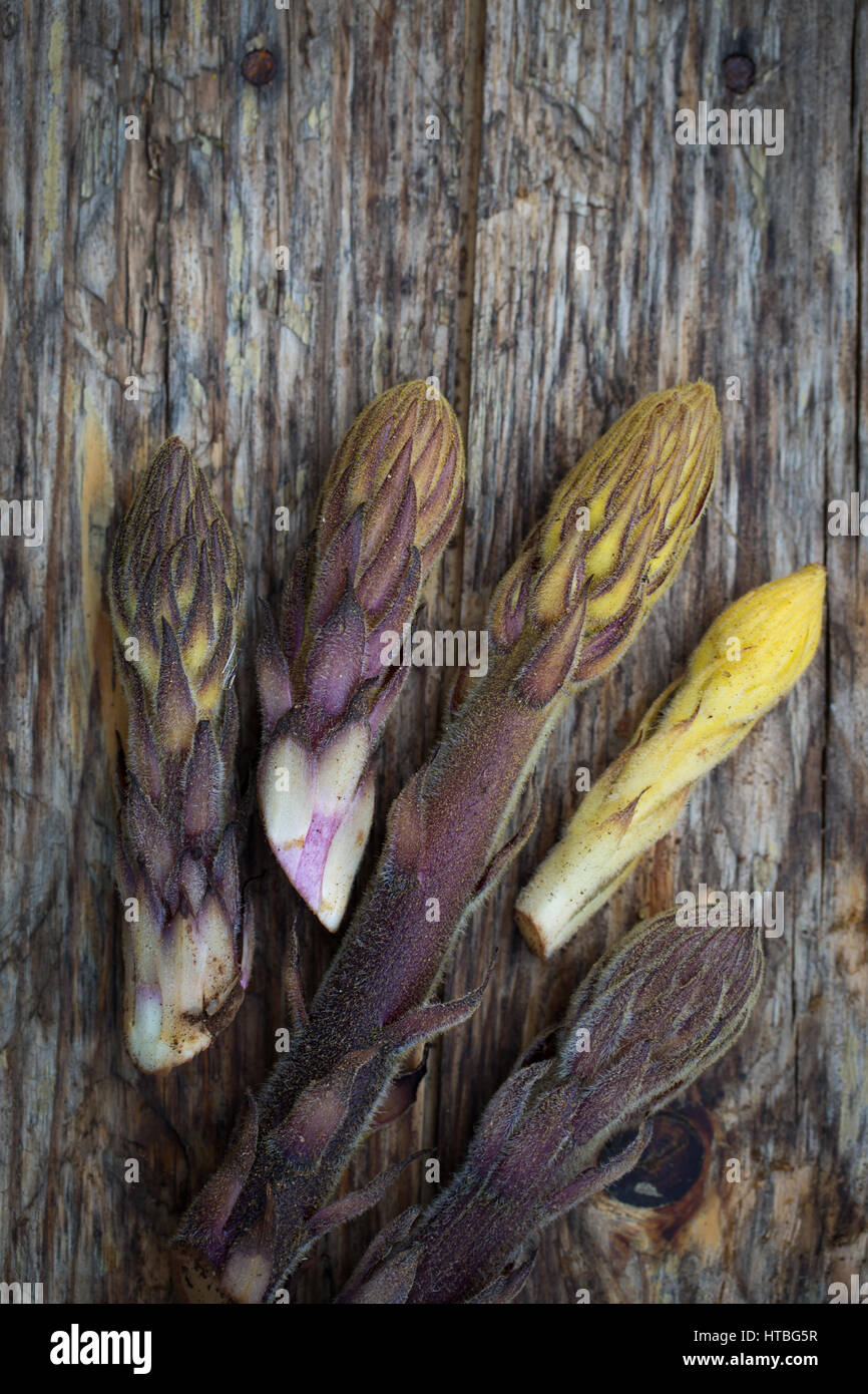 Wild bean broomrape, a common italian parasite plant that grows within ...