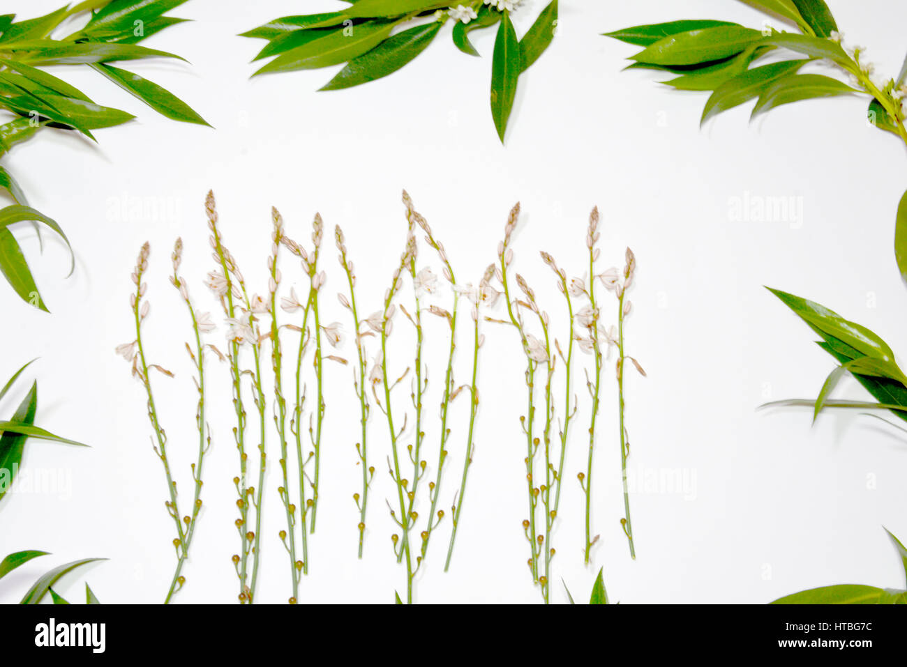 Wild flowers and wild leaves on white background Stock Photo - Alamy