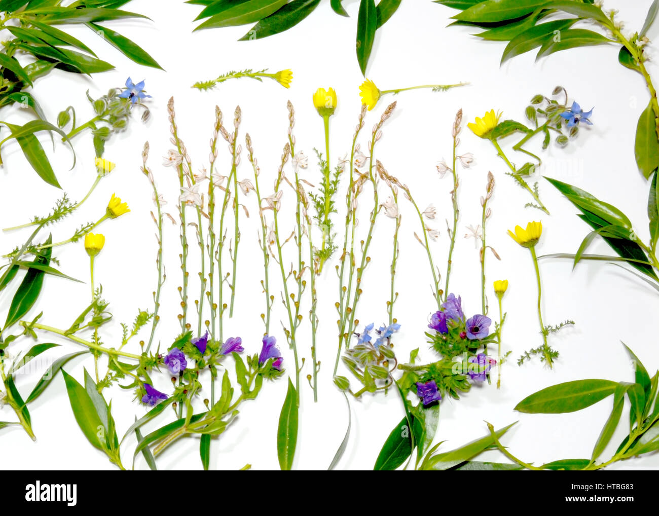 Wild flowers and wild leaves on white background Stock Photo - Alamy